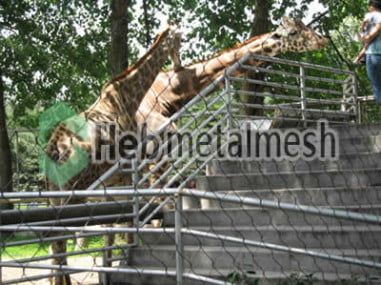 Safeguarding Giraffes with Stainless Steel Fence Mesh