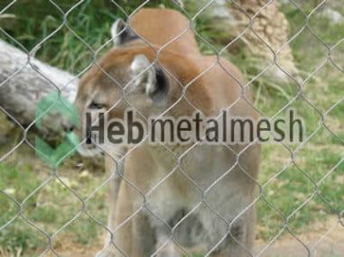 The Evolution of Lion Cages: Stainless Steel Netting and Its Impact on Zoos