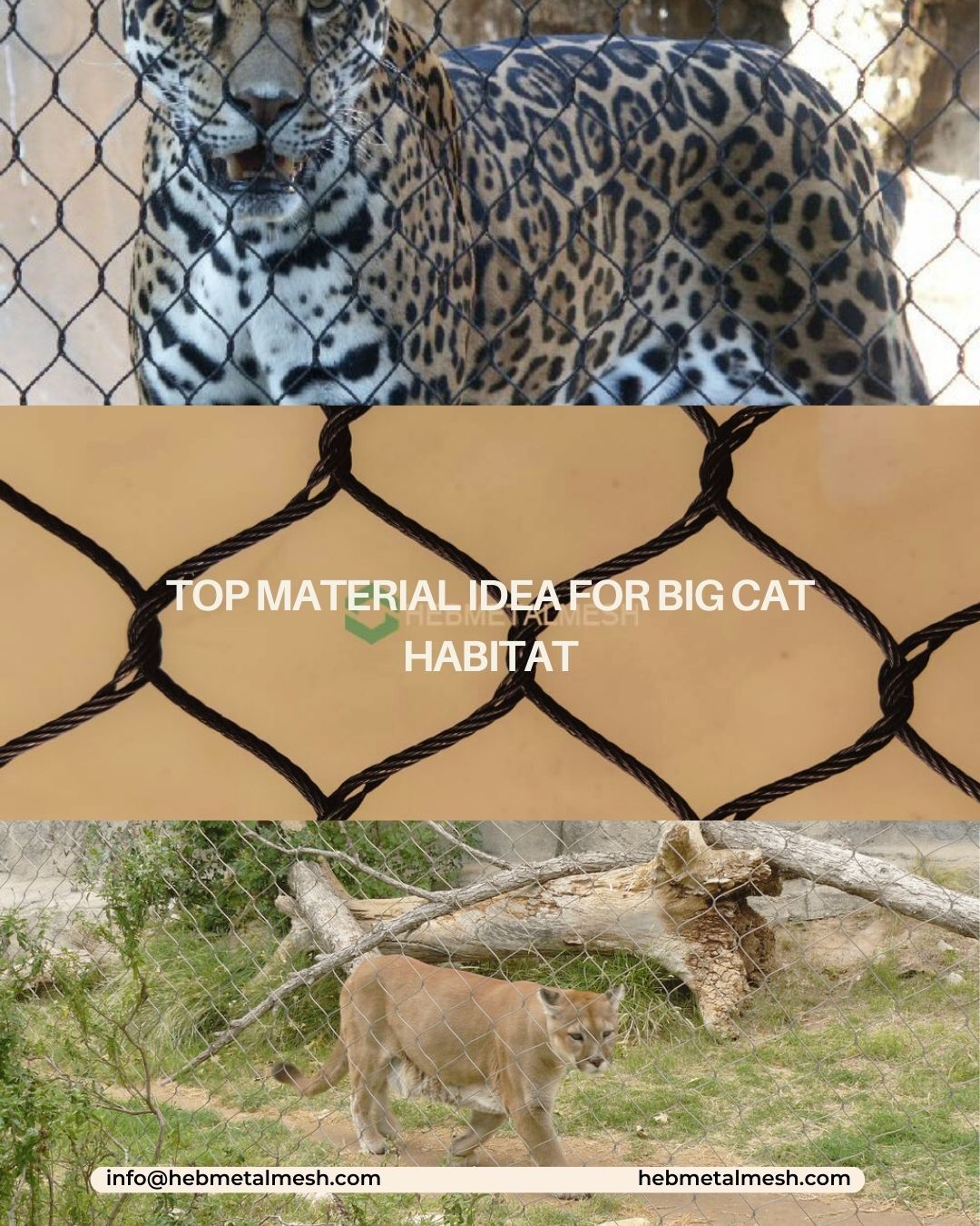Big Cat Habitat: Essential for Wildlife Conservation