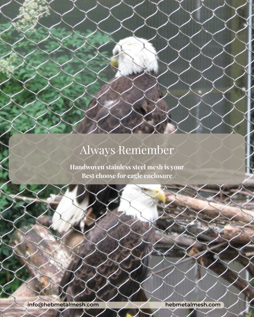 Eagle Enclosure Construction Tips and Ideas