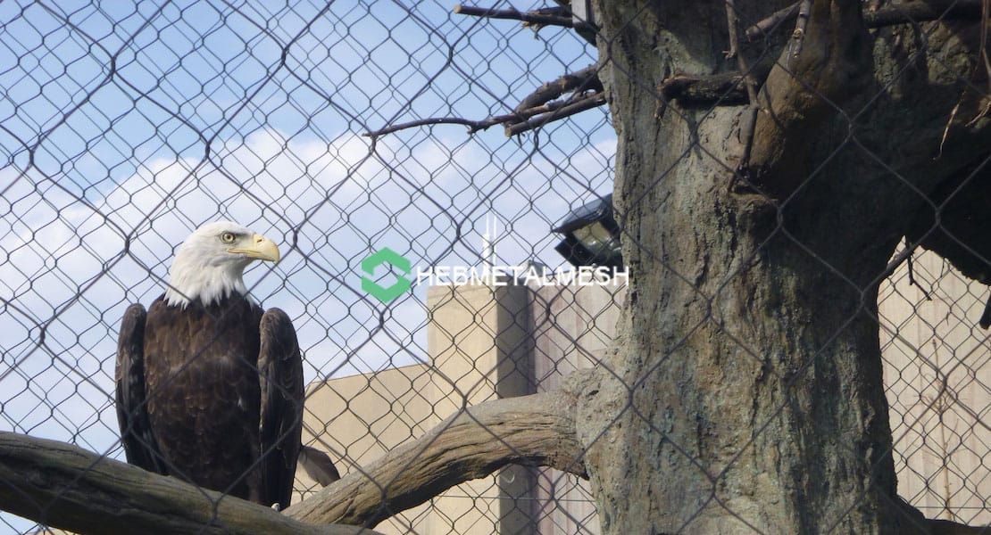 Hawk Netting: The Most Effective Way to Protect Your Property