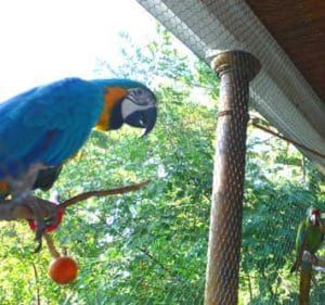 Mesh enclosures vs. traditional cages for macaws: Pros and cons