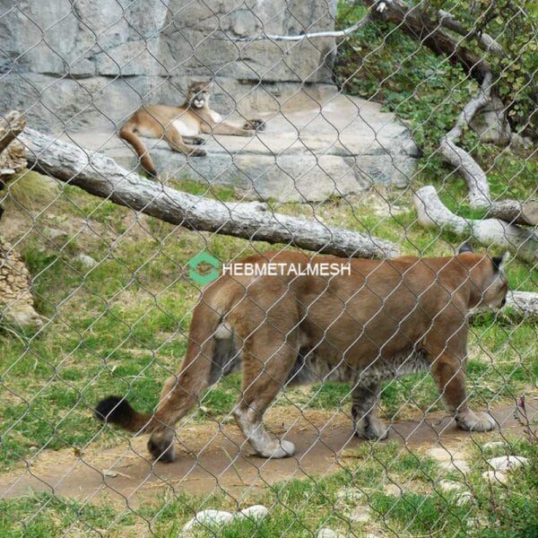 Lion Enclosure Design: Creating a Home for Magnificent Creatures